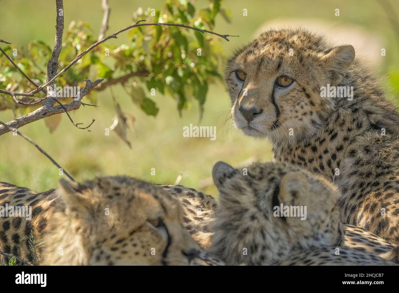 Hungry cheetah (acynonyx jubatus) mother and cubs in the Masai Mara ...