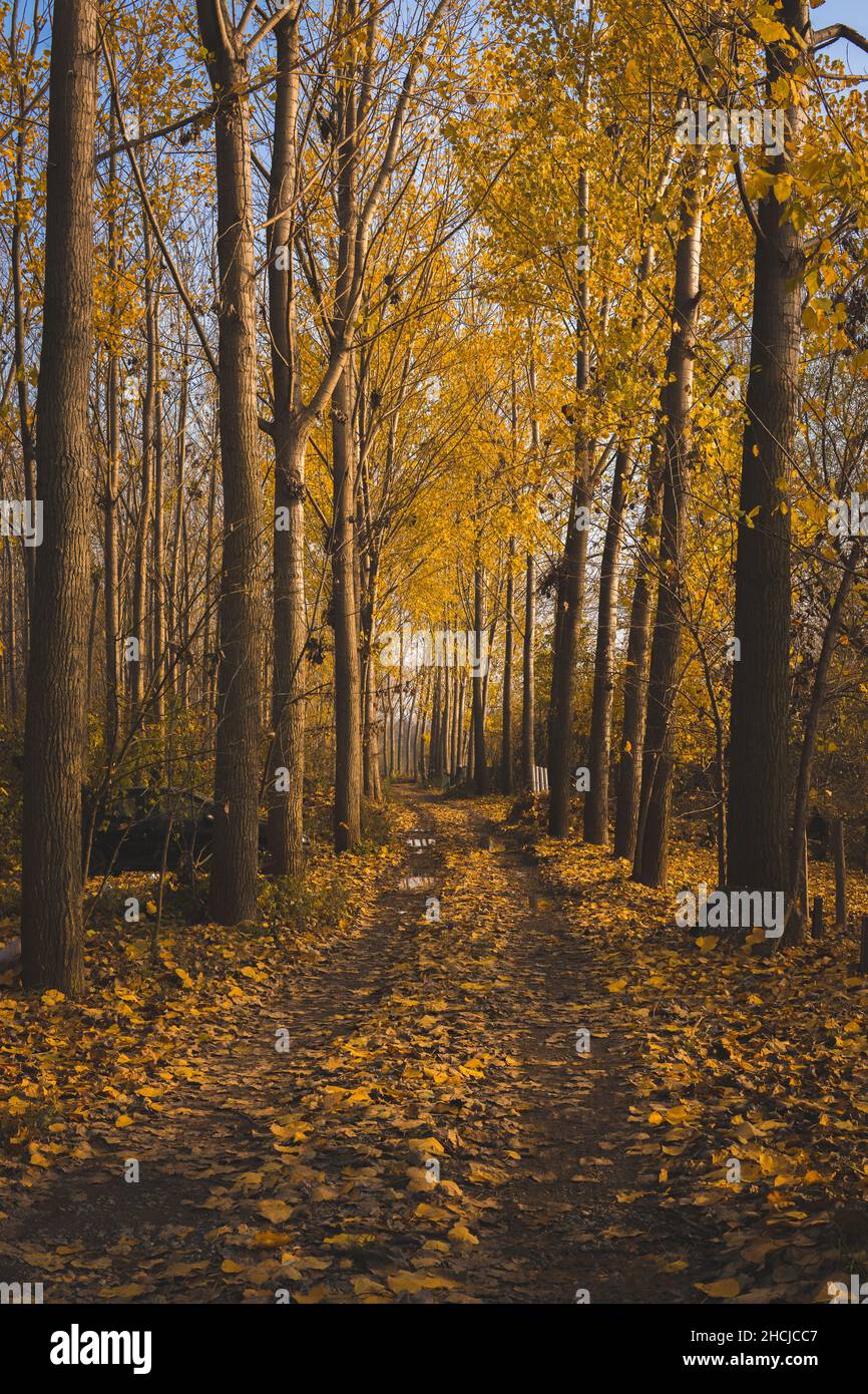 Beautiful vertical shot pathway hi-res stock photography and images - Alamy