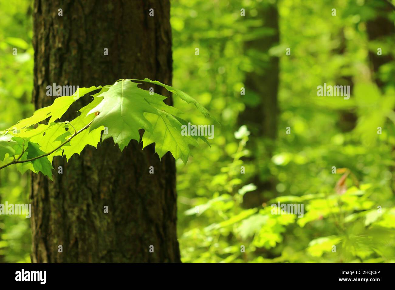Closeup of big leaf shrubs in the forest under sunlight with a blurred ...