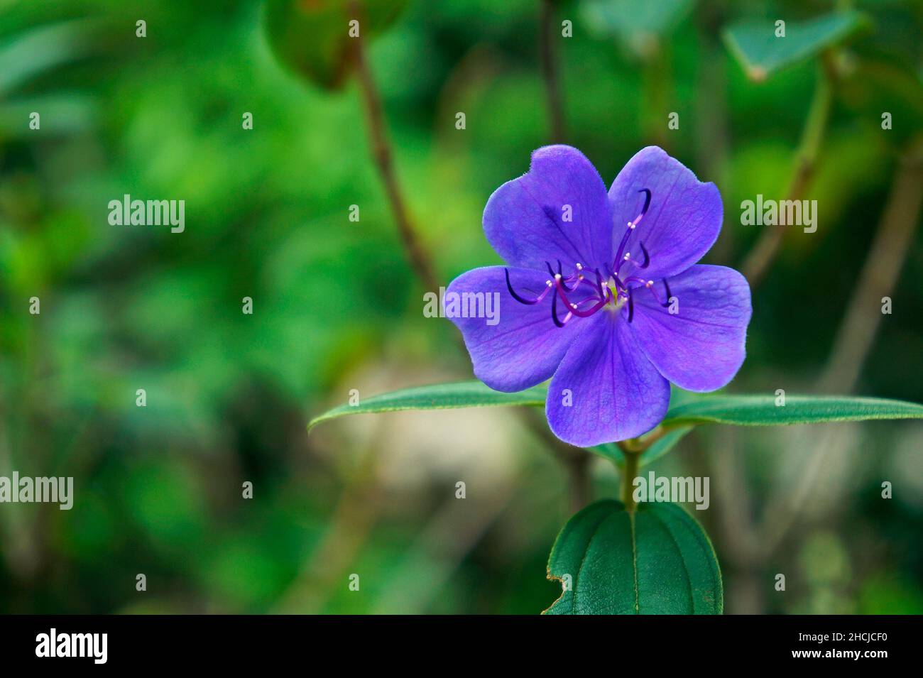 Silverleafed Princess Flower (Tibouchina grandifolia Stock Photo - Alamy