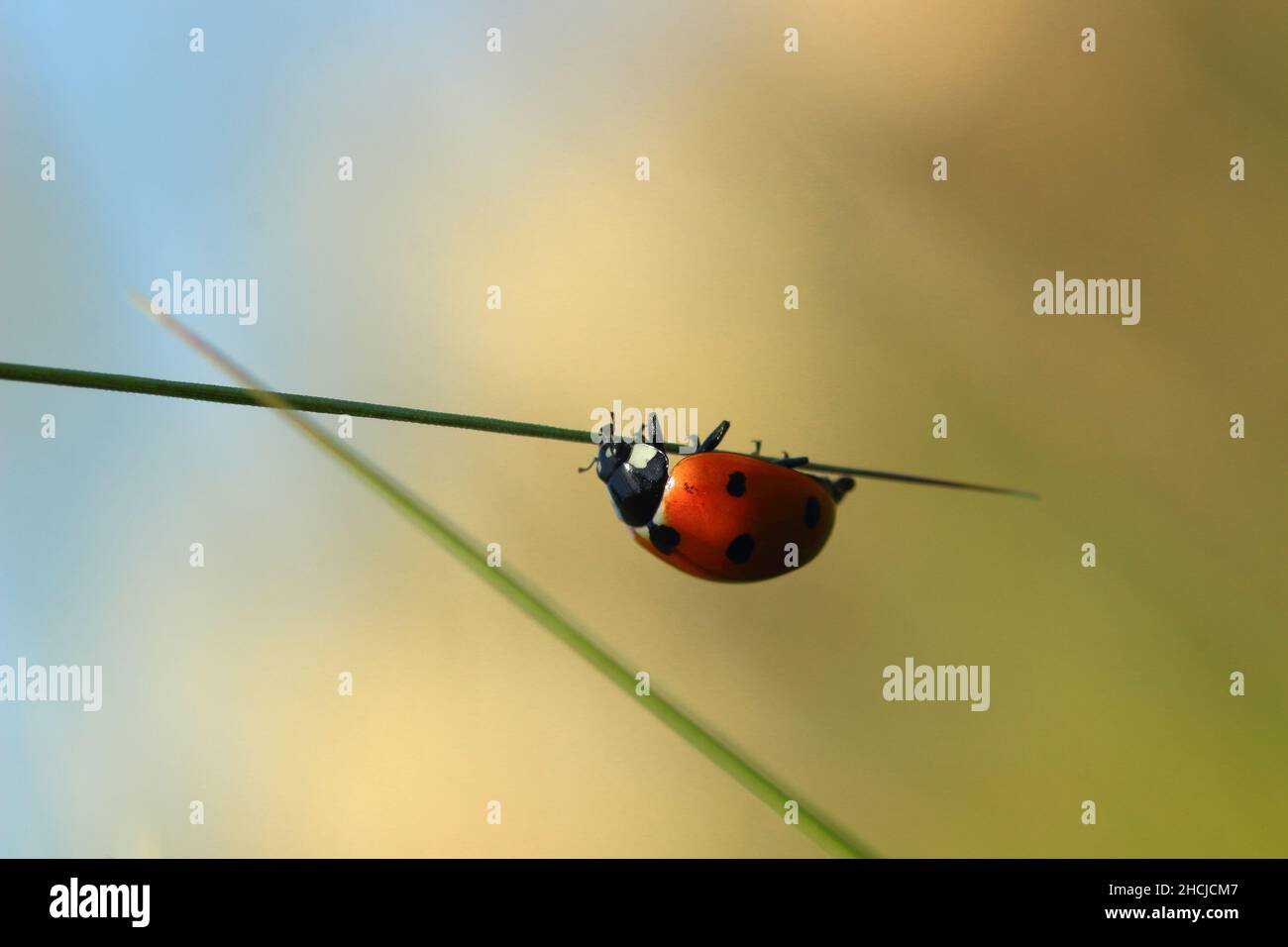 Macro of a tiny ladybug on a thin leaf shrub with a blurred background ...