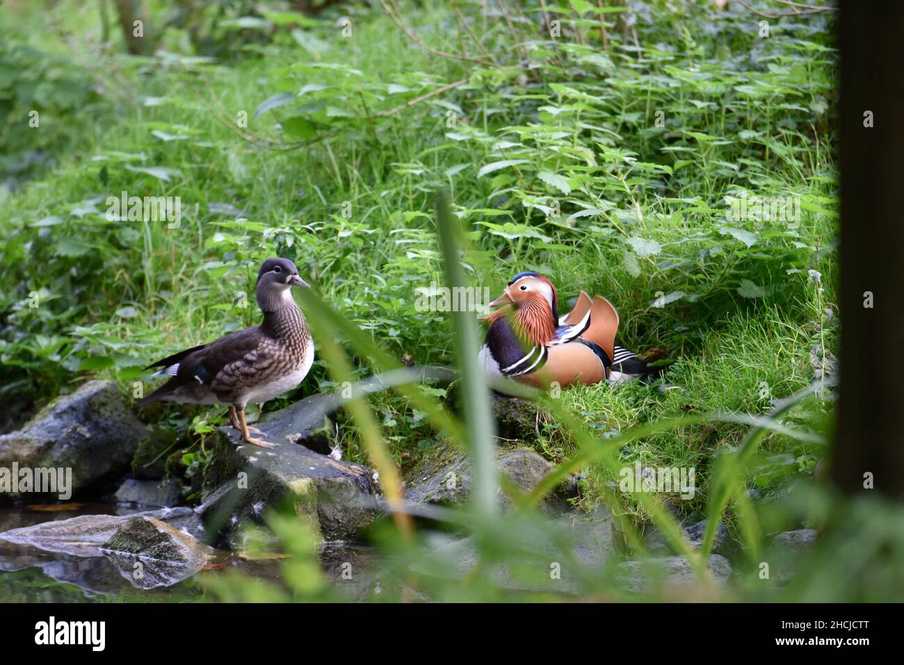 Wild Duck in water at Springe,Germany Stock Photo - Alamy