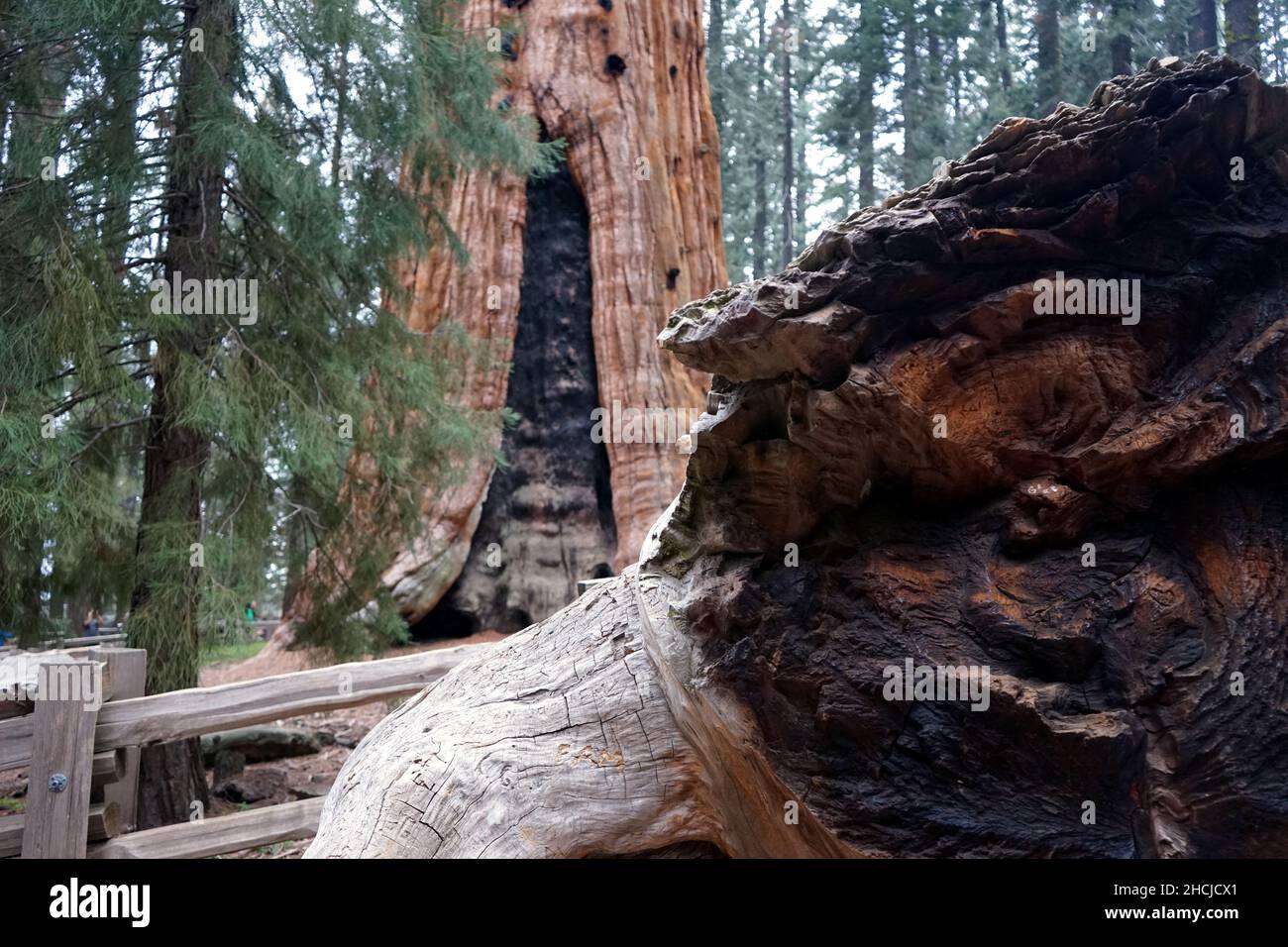 Closeup of a trunk with a background of a sequoia and pines in National ...