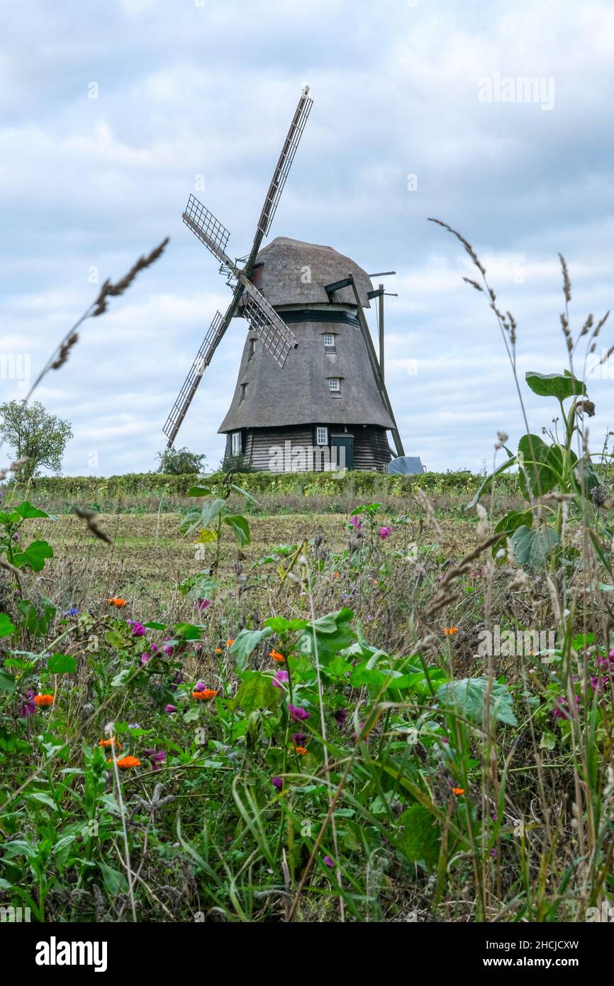 Vertical shot of an old windmill in the cornfield near Heiligenhafen ...
