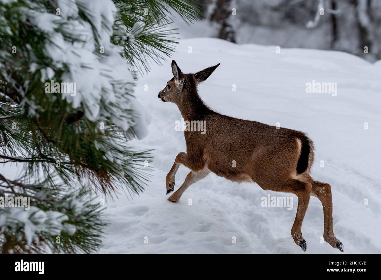 White-tailed Deer Running in Snow. Oregon, Ashland, Cascade Siskiyou ...