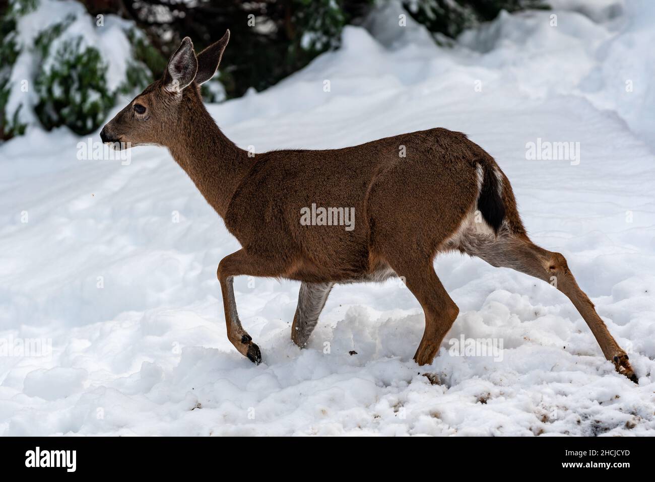 White-tailed Deer Running in Snow. Oregon, Ashland, Cascade Siskiyou ...