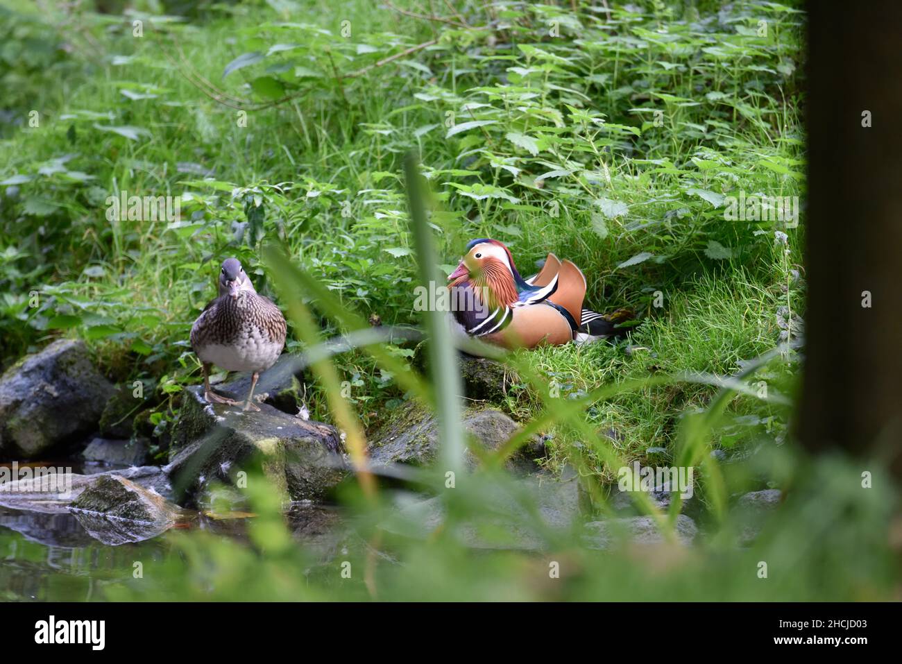 Wild Duck in water at Springe,Germany Stock Photo - Alamy