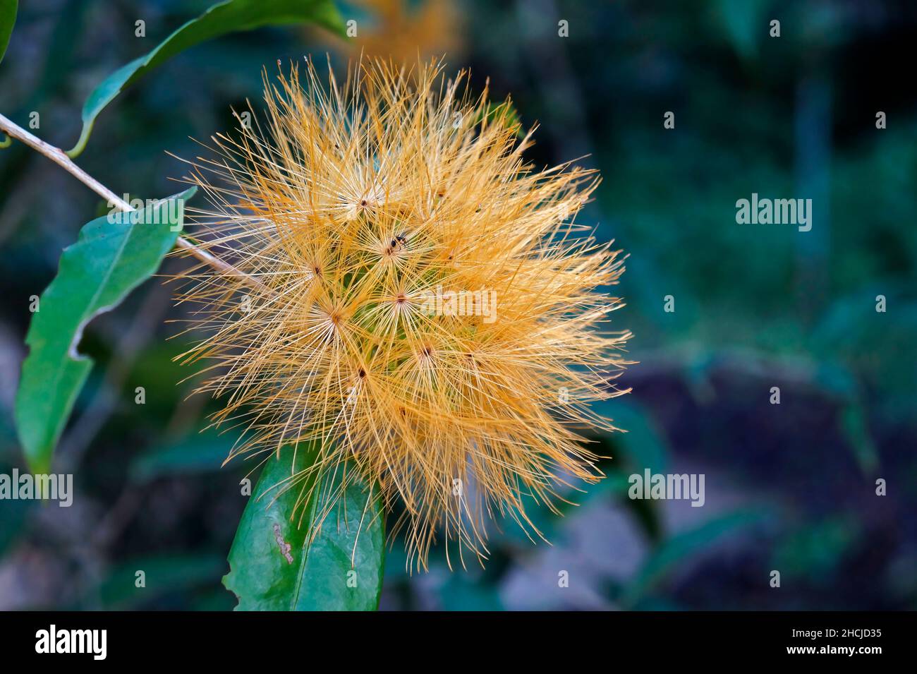 Yellow Powder Puff flower (Stifftia chrysantha), Rio, Brazil Stock ...
