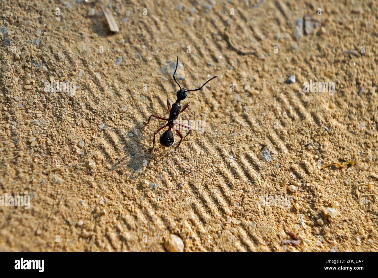 Ground legs hi-res stock photography and images - Alamy