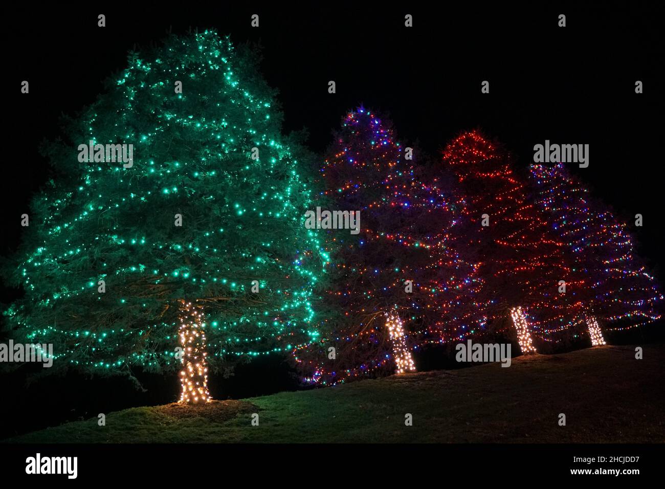 Beautiful pine trees with top and branches decorated in colorful lights ...