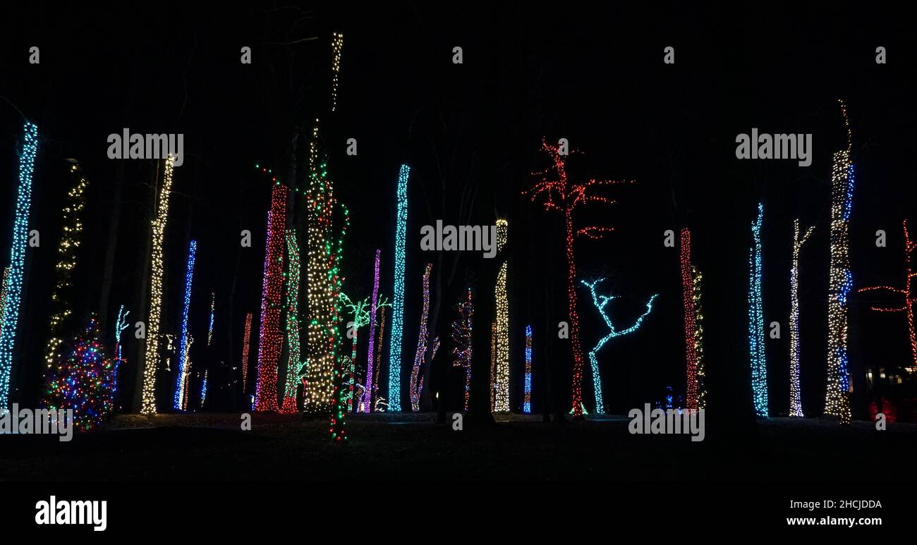 Beautiful trees with branches decorated in colorful lights in ...