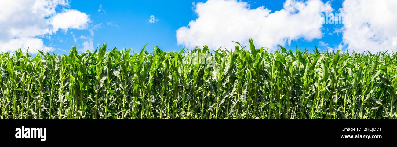 Corn field and blue sky with clouds Stock Photo - Alamy