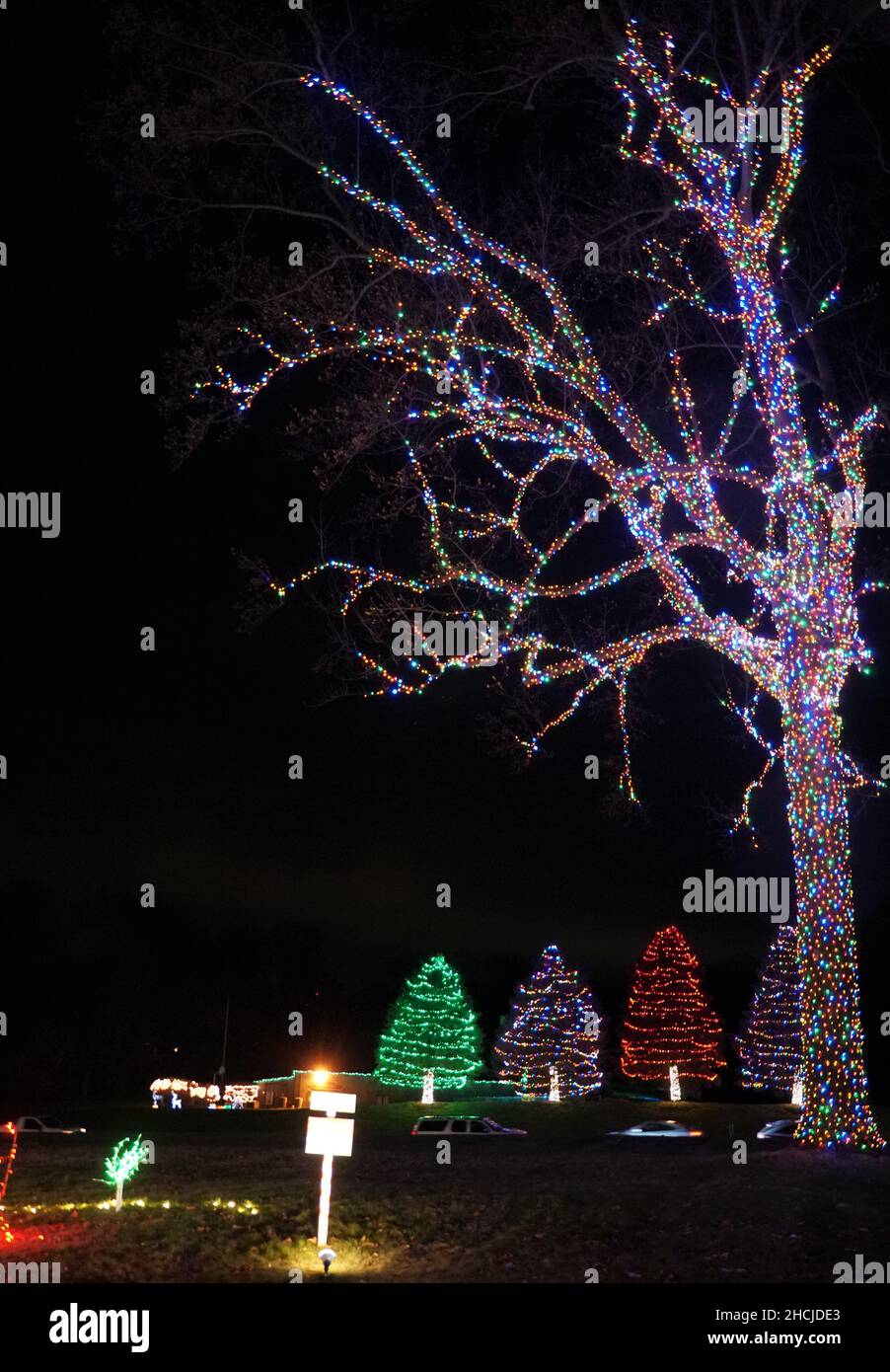Beautiful trees with branches decorated in colorful lights in ...