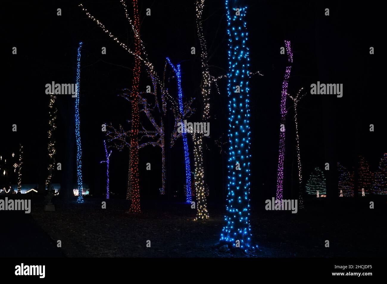 Beautiful trees with branches decorated in colorful lights in ...