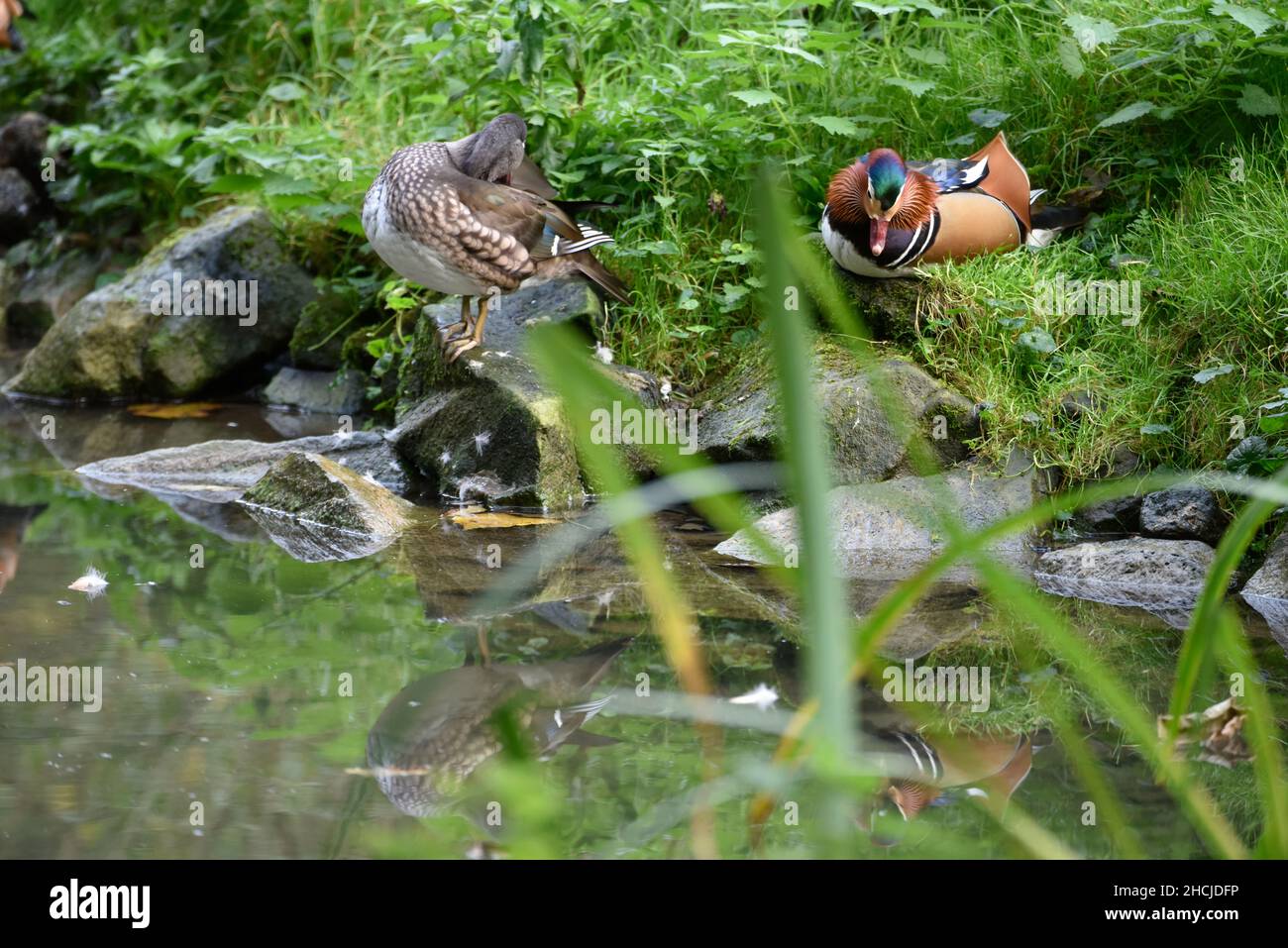 Wild Duck in water at Springe,Germany Stock Photo - Alamy