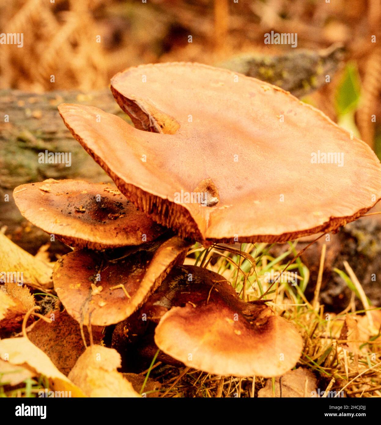 Close-up natural environmental portrait of fungi as symbols of life ...