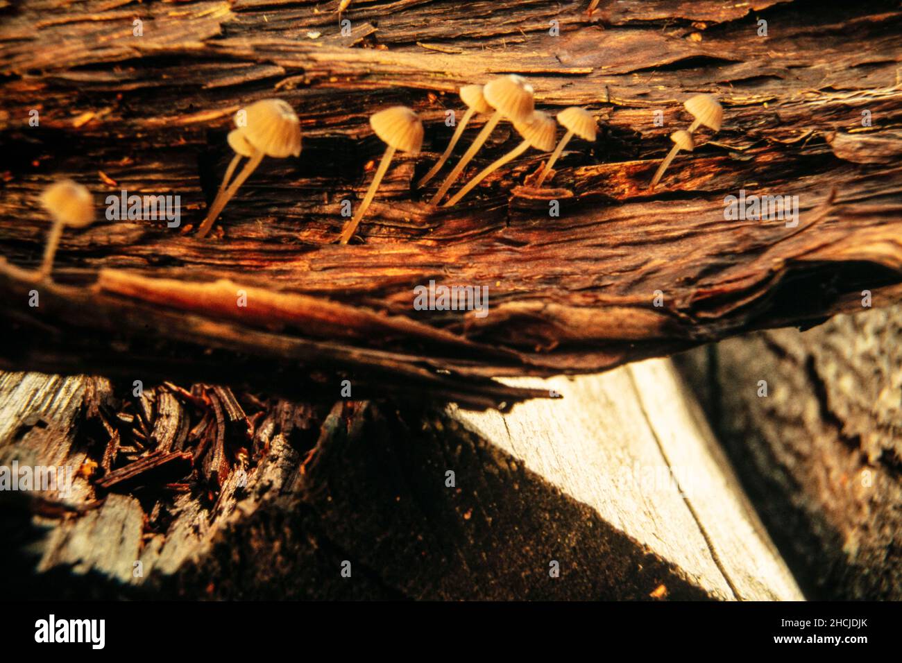 Close-up natural environmental portrait of fungi as symbols of life ...
