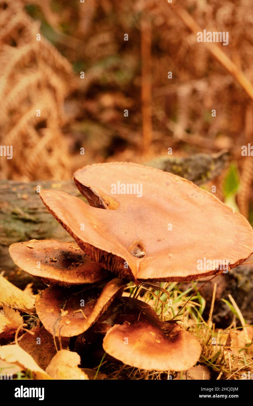 Close-up natural environmental portrait of fungi as symbols of life ...