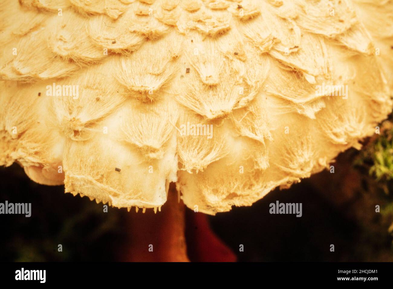 Close-up natural environmental portrait of fungi as symbols of life, death, decomposition and ...