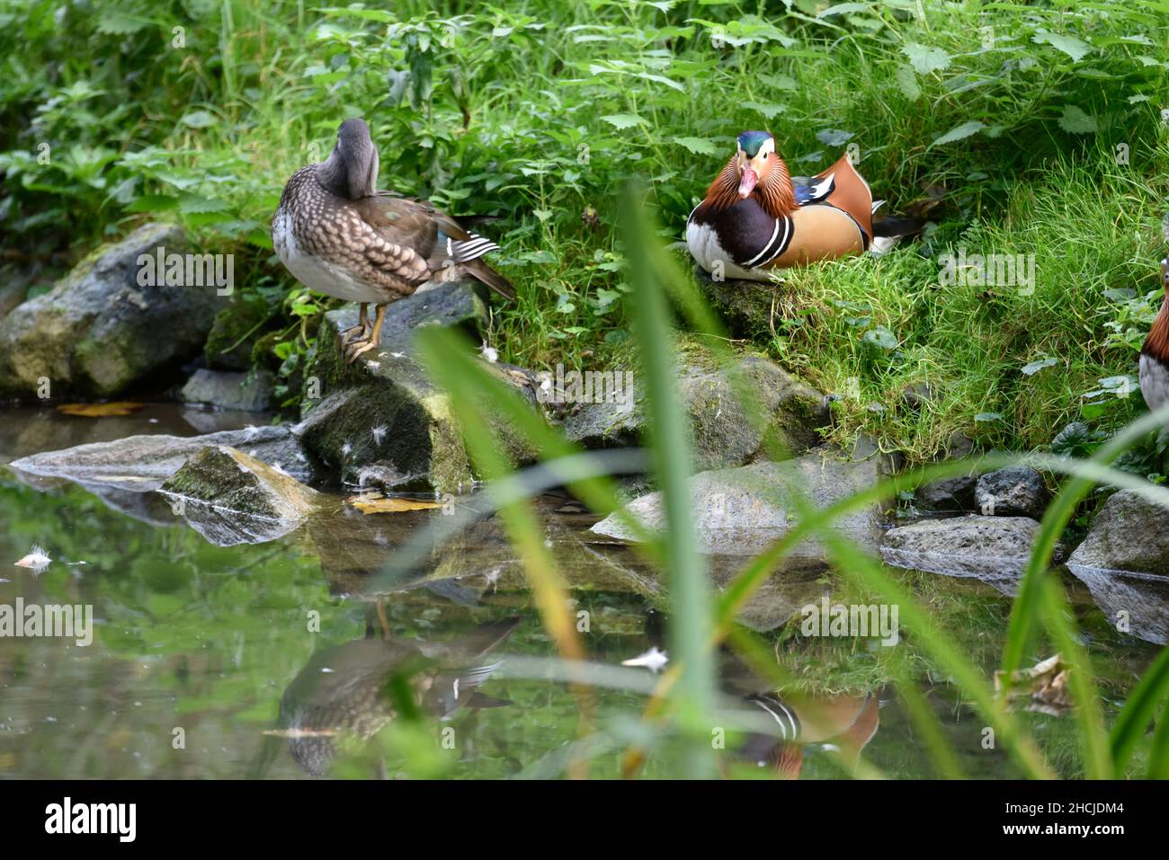 Wild Duck in water at Springe,Germany Stock Photo - Alamy