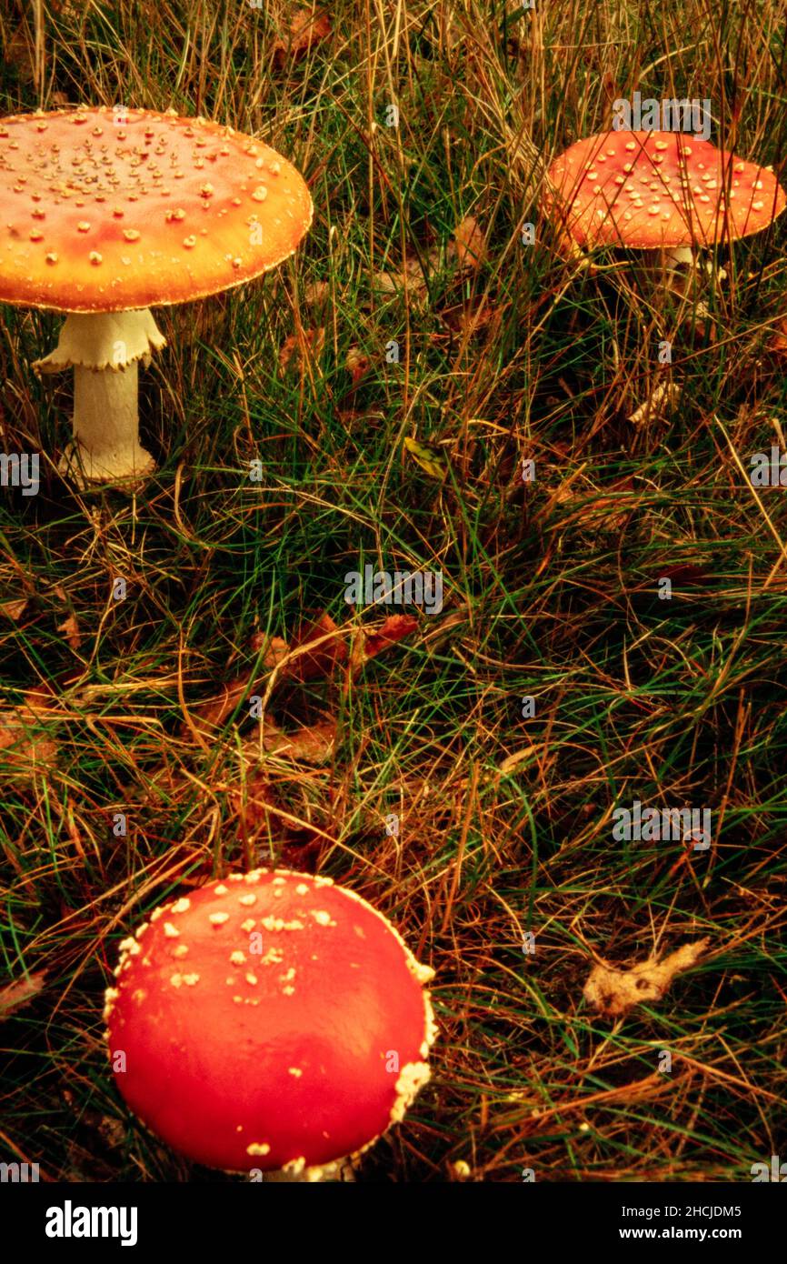 Close-up natural environmental portrait of fungi as symbols of life ...