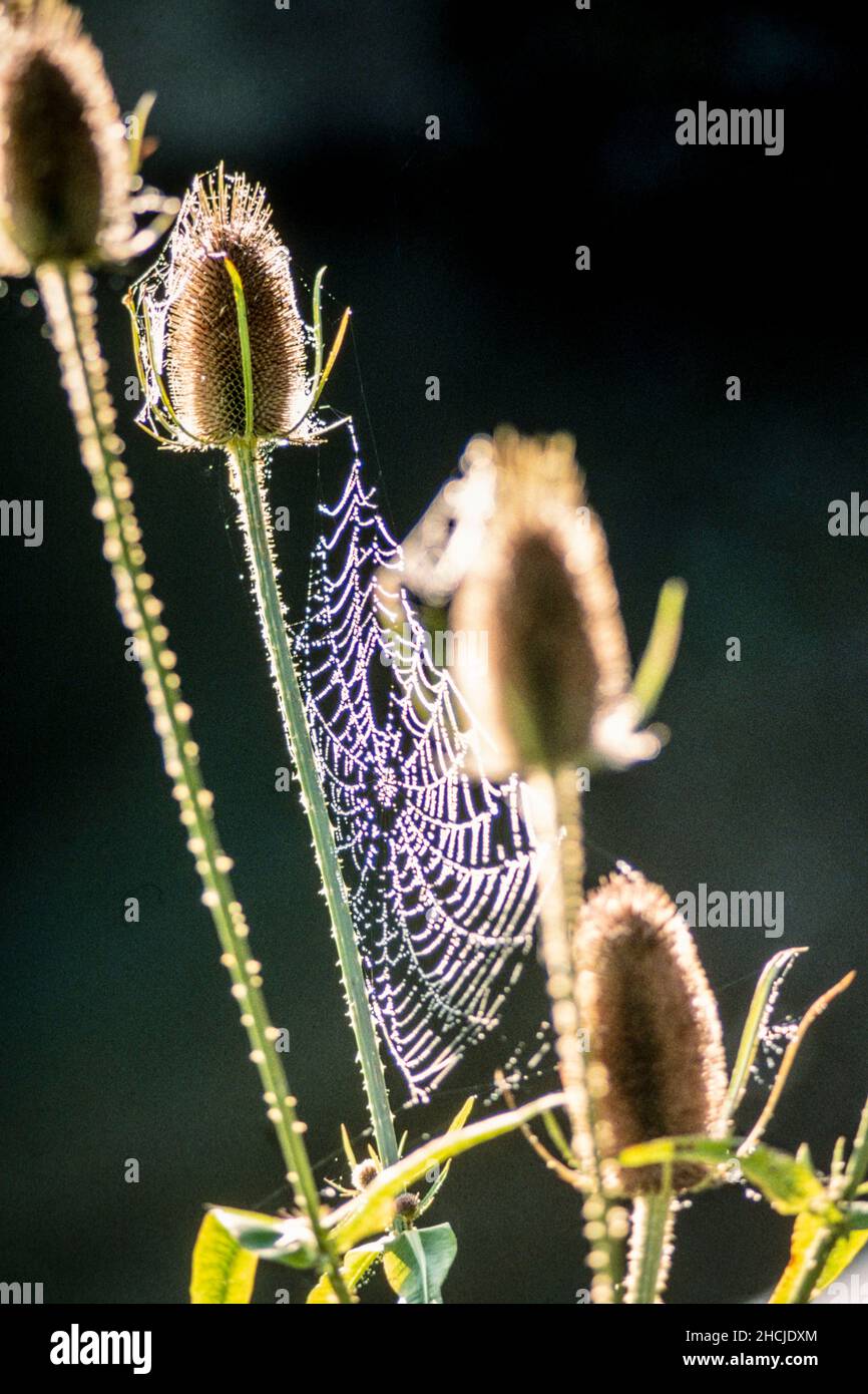 Natural close up high resolution still-life of perfect spiders web ...