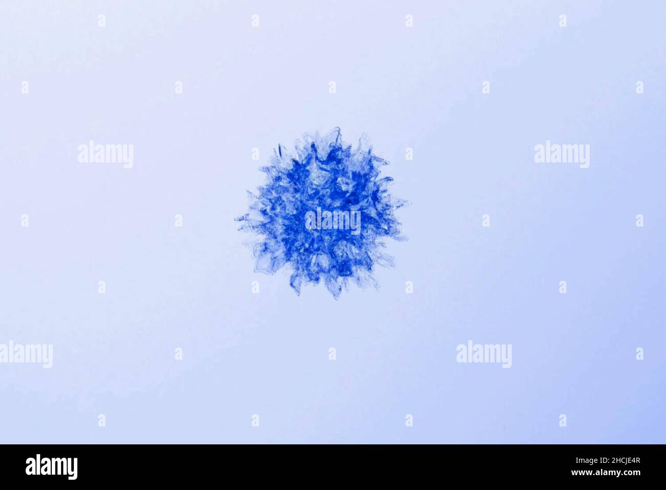 A closeup of a blue virus cell resembling a snowflake on a white ...