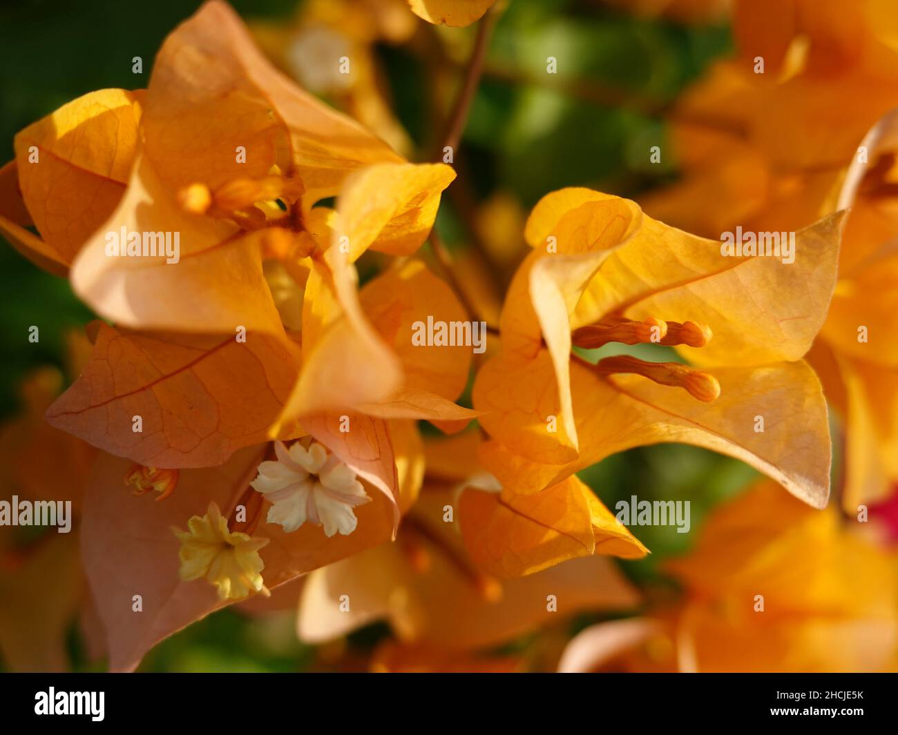 Beautiful bougainvillea flowers hi-res stock photography and images - Alamy