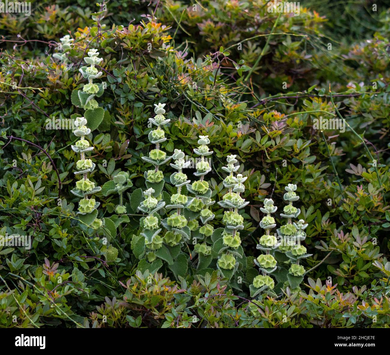 Ballota hi-res stock photography and images - Alamy