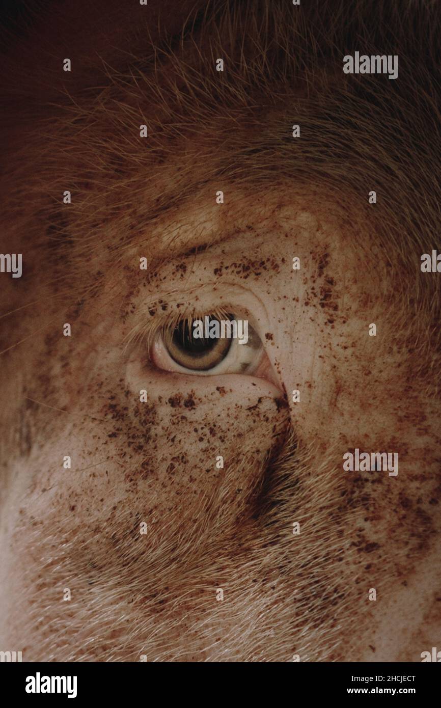 Closeup of a pig eye Stock Photo - Alamy