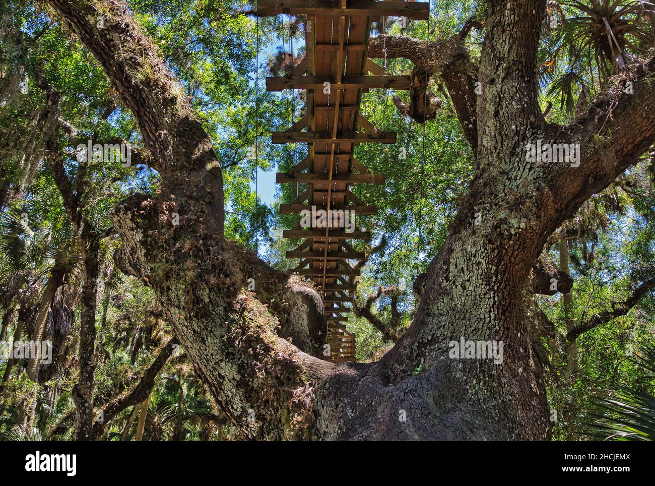 Canopy walkway at the Myakka River State Park, Florida, USA Stock Photo ...