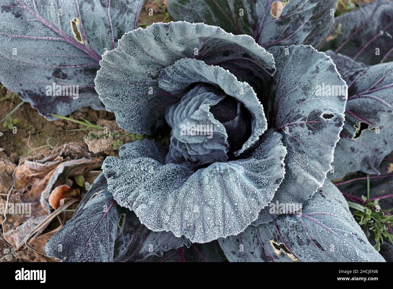 Herb red cabbage agriculture hi-res stock photography and images - Alamy