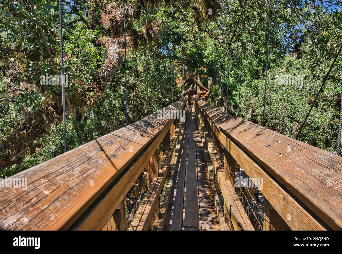 Canopy walkway at the Myakka River State Park, Florida, USA Stock Photo ...
