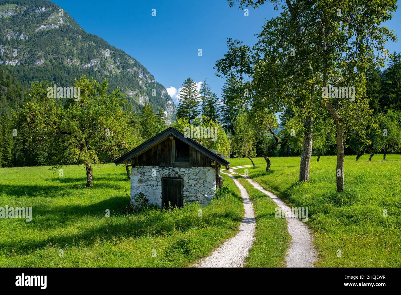 Summer landscape with fruit trees, Unken, Pinzgau, Salzburger Land ...