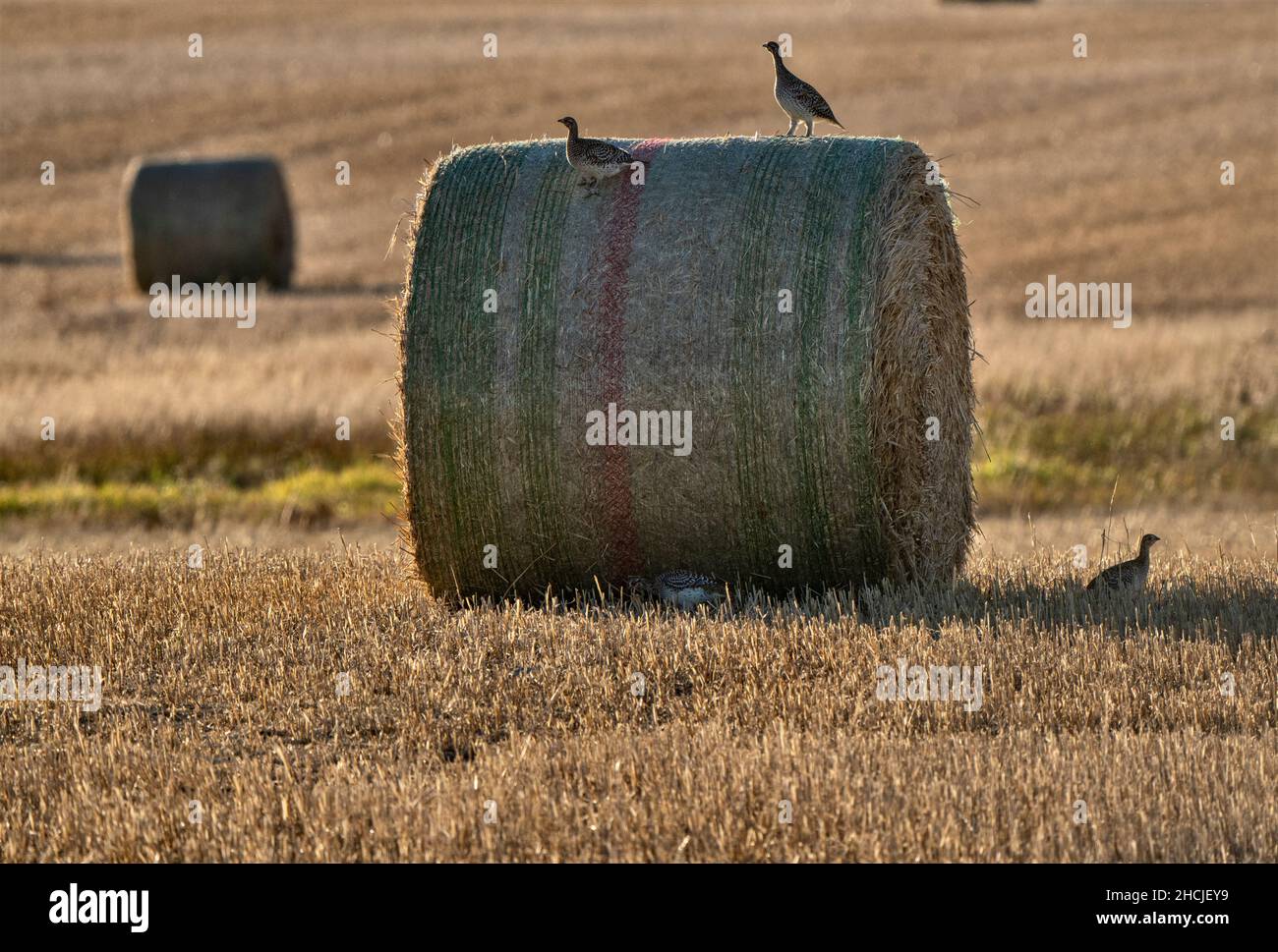 Birrds hi-res stock photography and images - Alamy