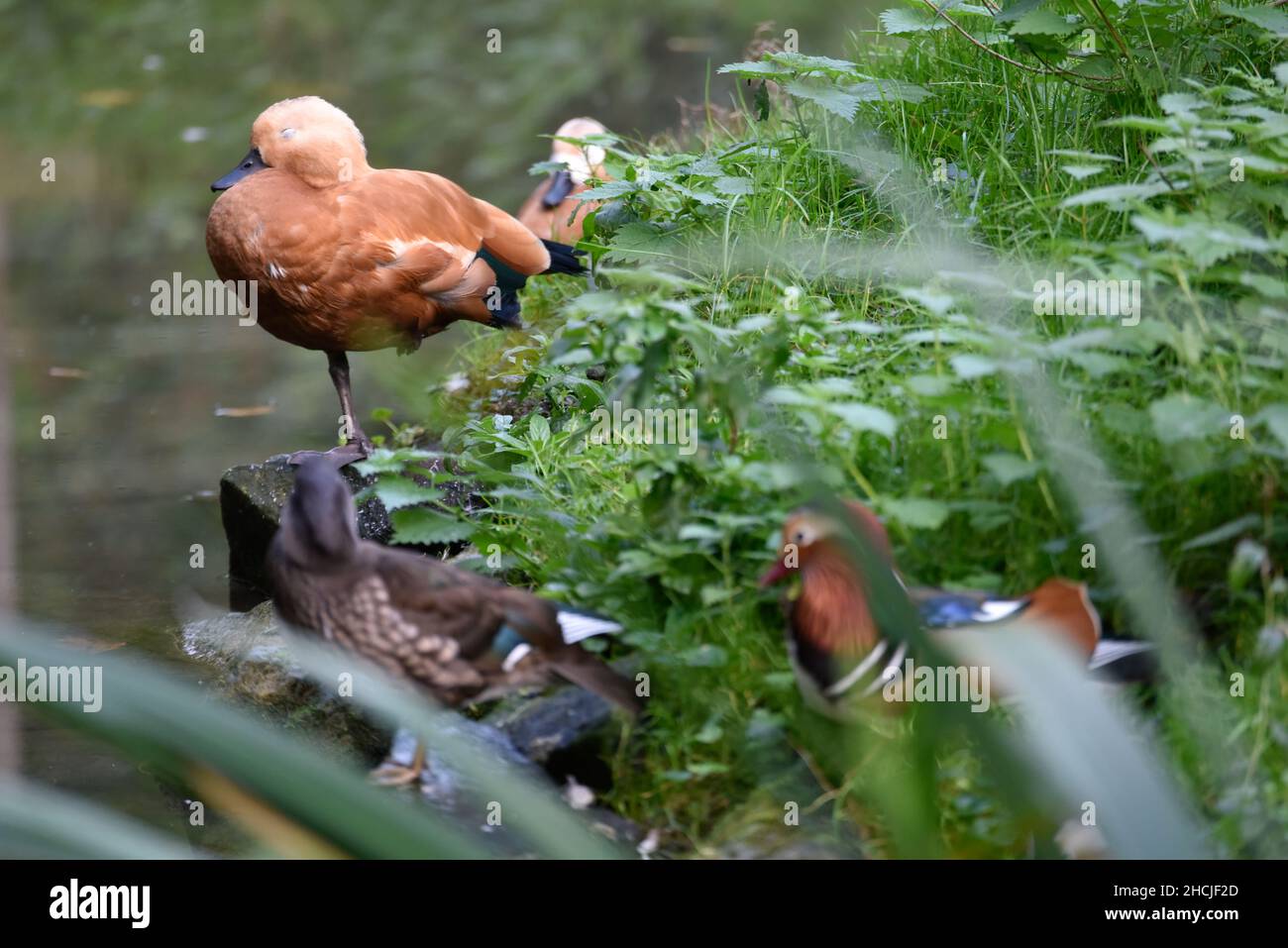 Begging duck hi-res stock photography and images - Alamy