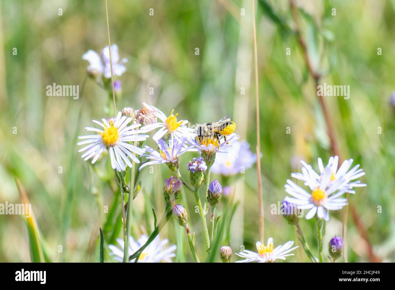One of the Leafcutter, Mortar, and Resin Bees (Genus Megachile ...
