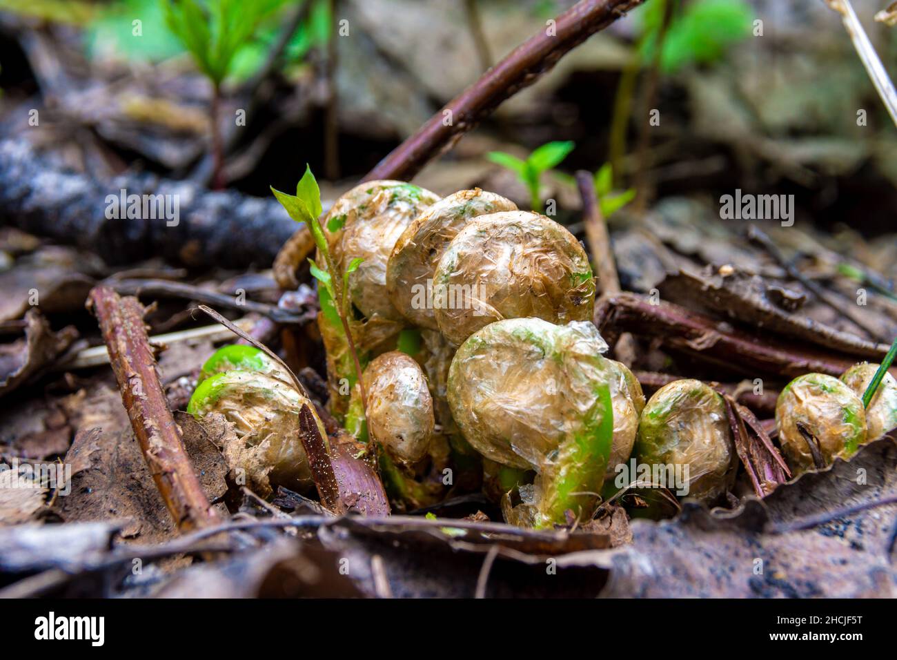 the first curled sprouts of a fern - embryos or pre-shoots twisted in a ...