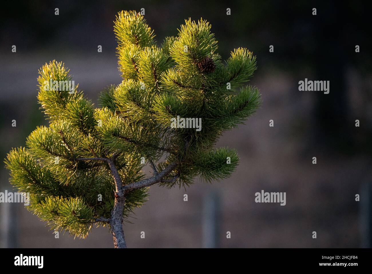 Close shot out of focus background late day light Stock Photo - Alamy