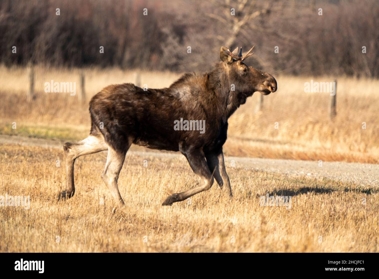 Moose female cow in the Saskatchewan Valley Stock Photo - Alamy