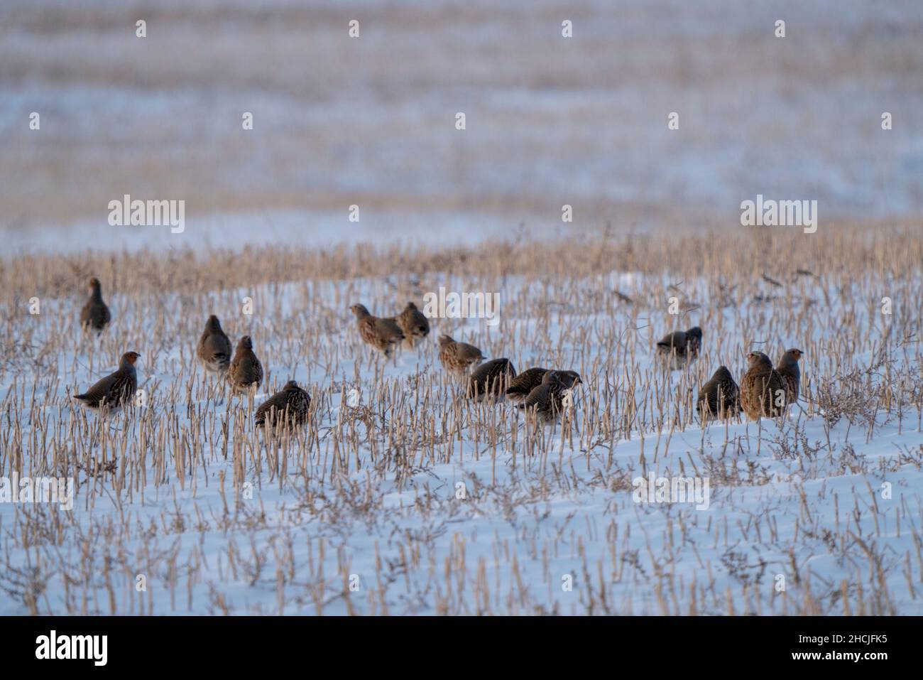 Prairie Winter Partridge in a group Canada Stock Photo - Alamy