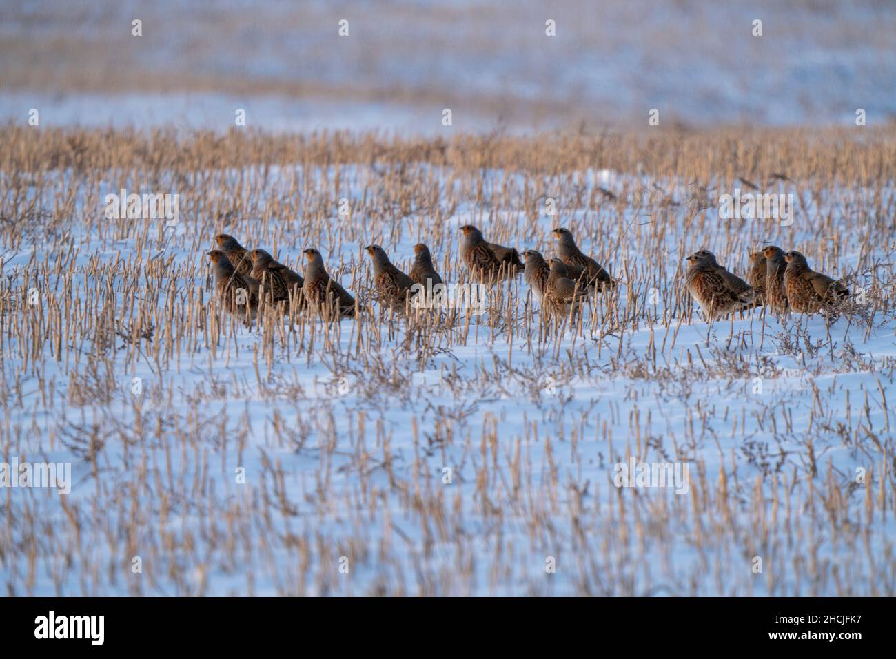 Prairie Winter Partridge in a group Canada Stock Photo - Alamy