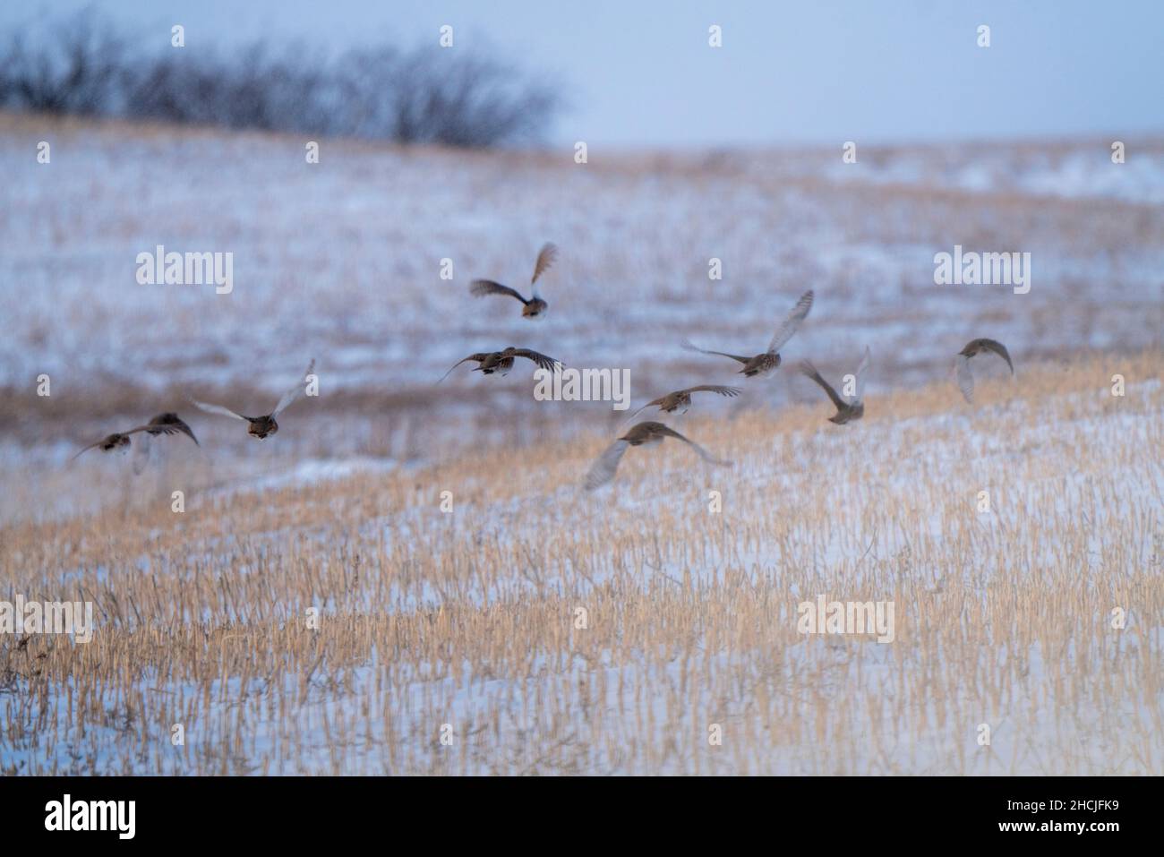 Prairie Winter Partridge in a group Canada in flight Stock Photo - Alamy