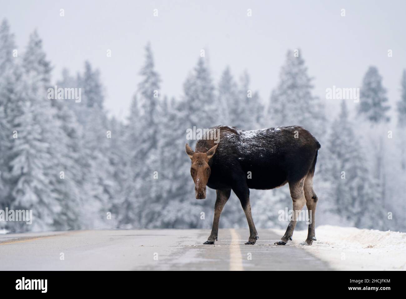 Moose in the Snow in Riding Mountain Provincial Park Canada Stock Photo ...