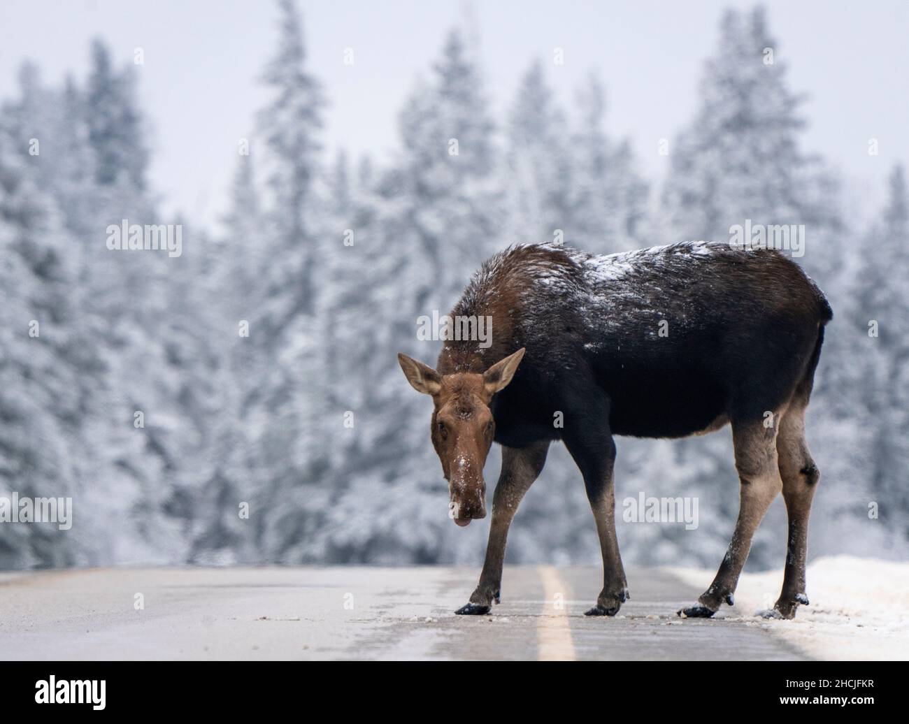 Moose in the Snow in Riding Mountain Provincial Park Canada Stock Photo ...