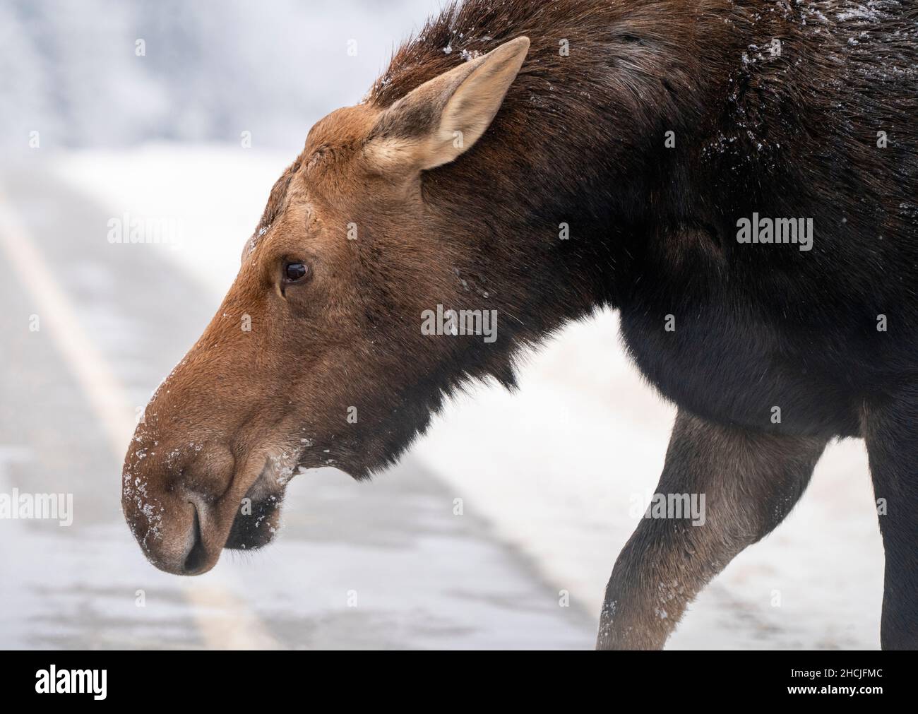 Moose in the Snow in Riding Mountain Provincial Park Canada Stock Photo ...
