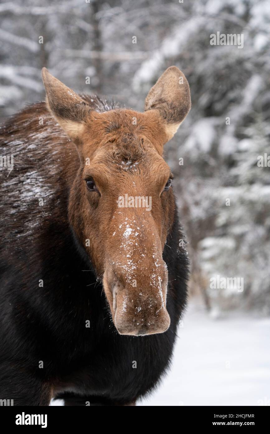 Moose in the Snow in Riding Mountain Provincial Park Canada Stock Photo ...