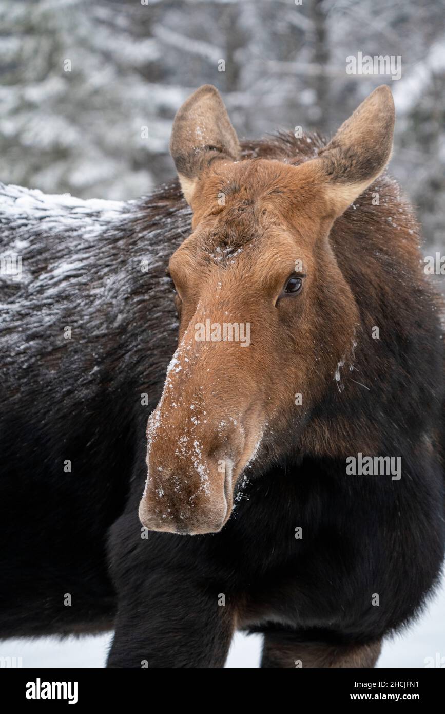 Moose in the Snow in Riding Mountain Provincial Park Canada Stock Photo ...
