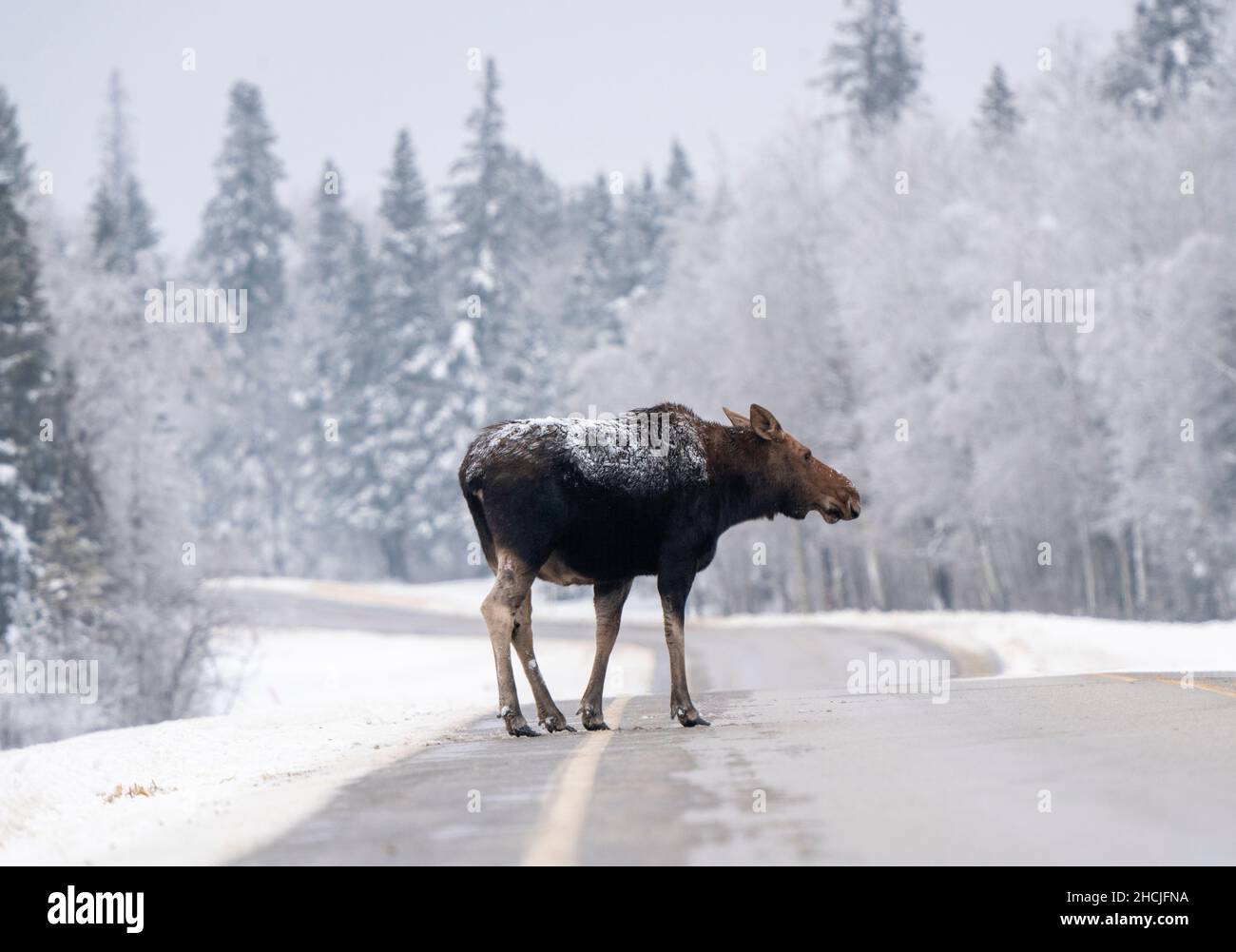 Manitoba moose game hi-res stock photography and images - Alamy