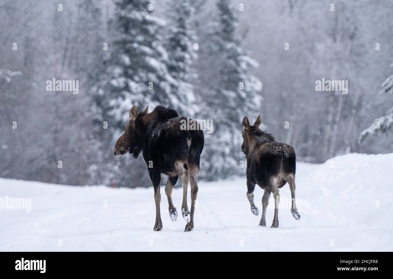 Moose in the Snow in Riding Mountain Provincial Park Canada Stock Photo ...